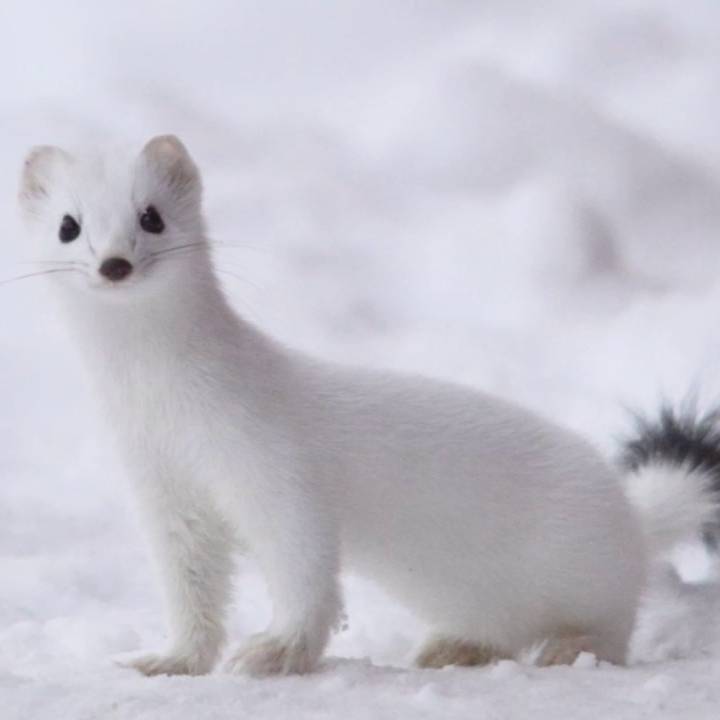 Иконка канала Белый соболь