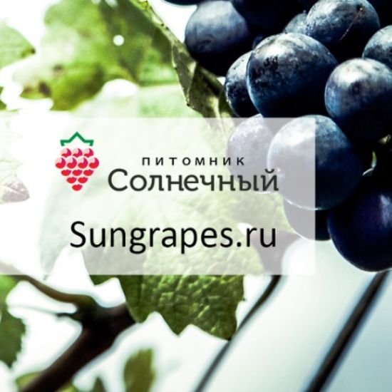 Иконка канала Питомник "Солнечный" Ульяновск