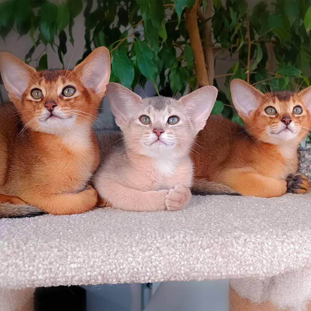 Иконка канала Абиссинские котята