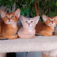 Иконка канала Абиссинские котята
