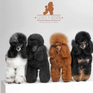 Иконка канала Джентли Борн