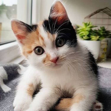 Иконка канала Аминат