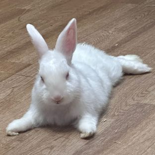 Иконка канала Зайчик Шуша