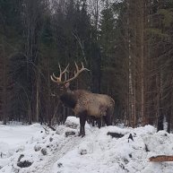 Иконка канала Артем Зверев