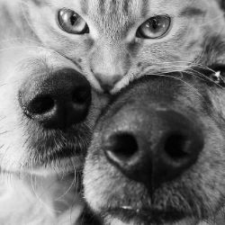 Иконка канала Потерянные животные-Москва и область.