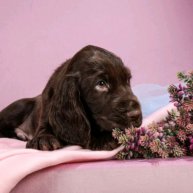 Иконка канала Филды в России