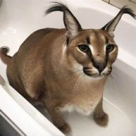 Иконка канала Кот бобик