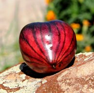 Иконка канала ТОМАТНАЯ ПАЛИТРА ПЕЛАРГОНИЙ