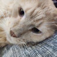 Иконка канала Куноведение