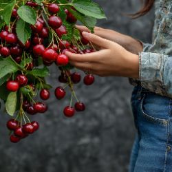 Иконка канала CrimeanFarmer - Плодовые крупномеры