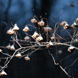 Иконка канала NIKON Z 9