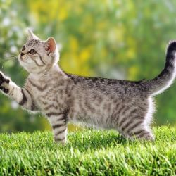 Иконка канала Natacat