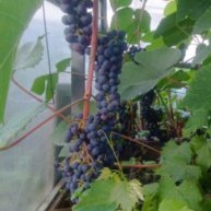 Иконка канала Виноград, персики в Сибири