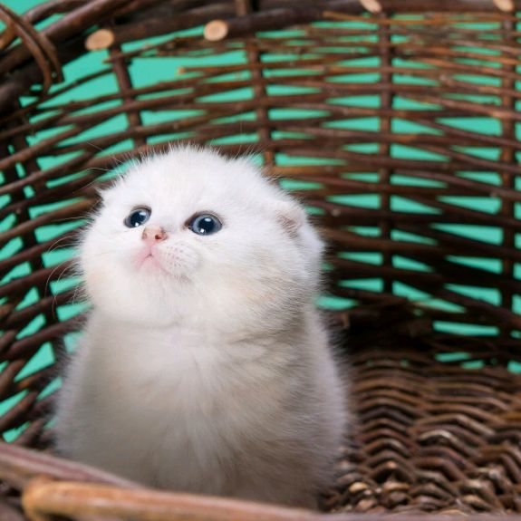 Иконка канала Мои Коты