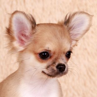 Иконка канала Питомник Голден из Лайф