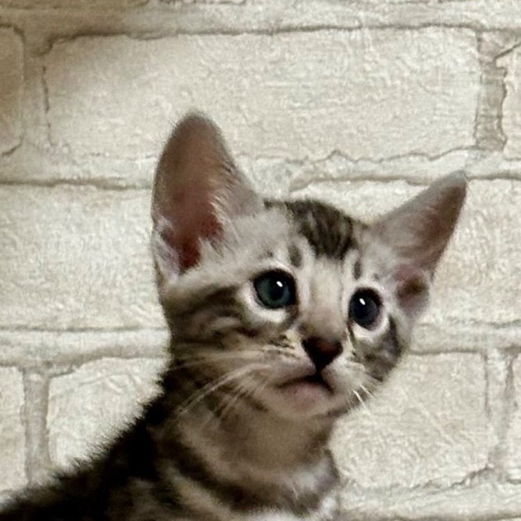Иконка канала Alex Bengal Cats