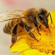 Иконка канала Пасека Сергея Власова на Среднем Урале