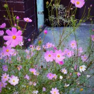 Иконка канала Космея24