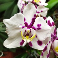 Иконка канала Орхоколлекция