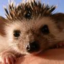 Иконка канала Hedgehog_in_the_fog