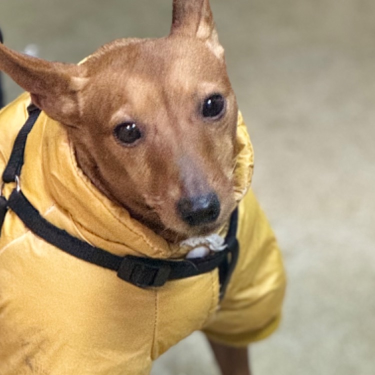 Иконка канала 4АНГЮ