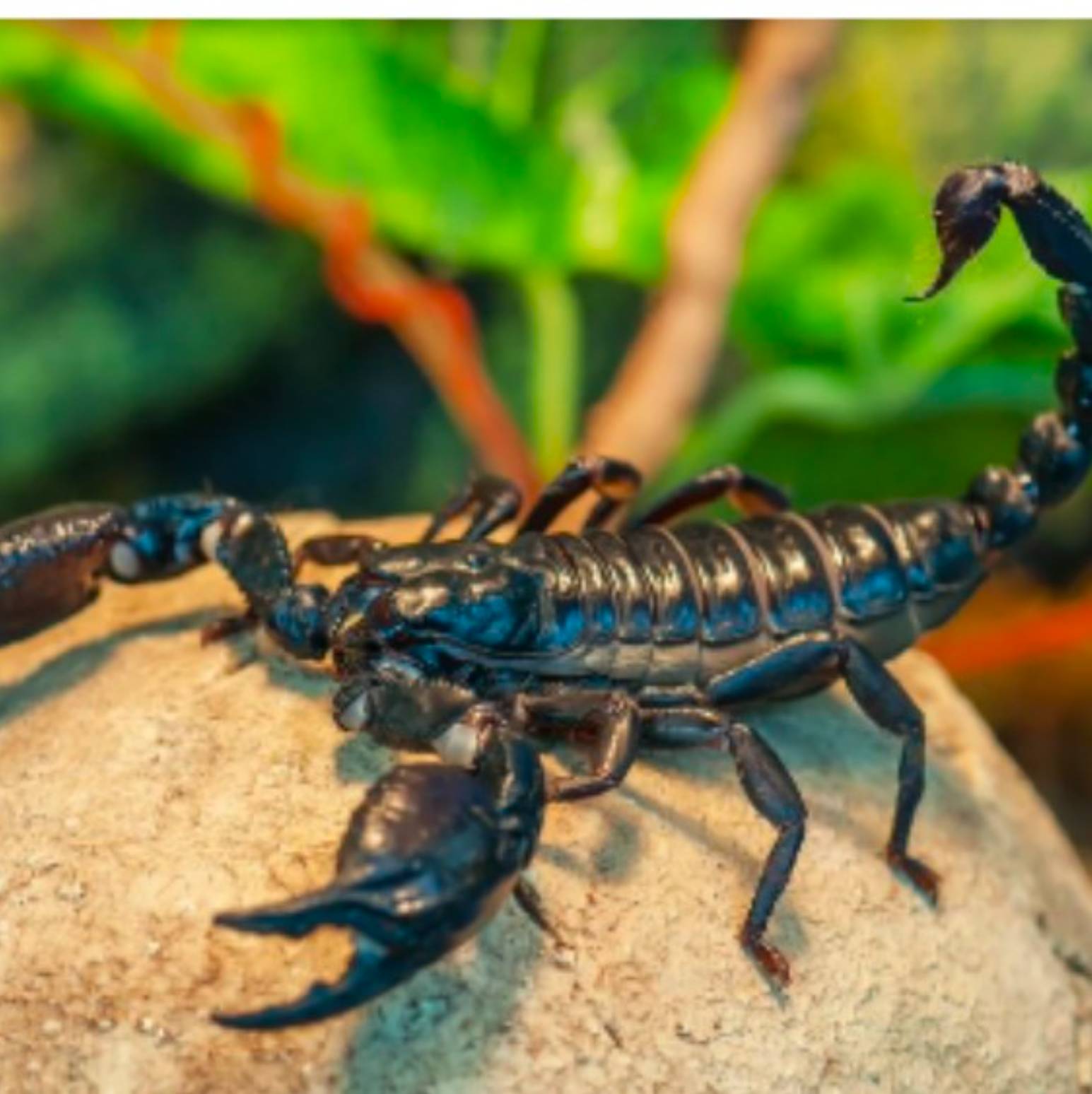 Иконка канала Scorpion 🦂
