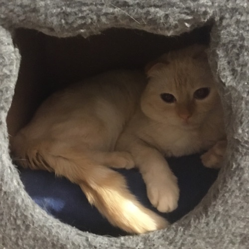 Иконка канала Крутой кот костЯ