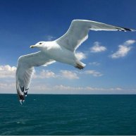 Иконка канала Ноты СЕРДЦА Анатолий Л.