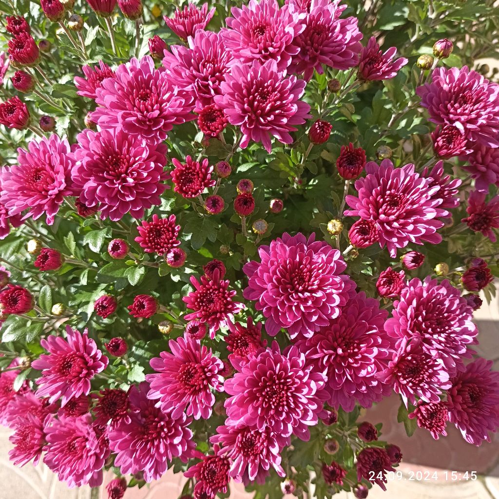 Иконка канала Olga