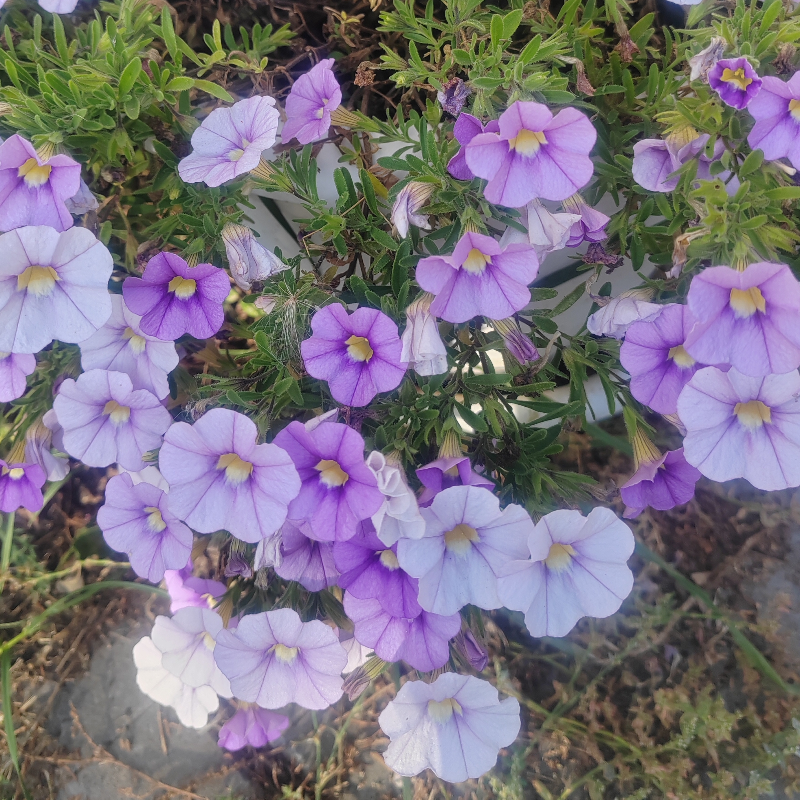 Иконка канала Подмосковный огород