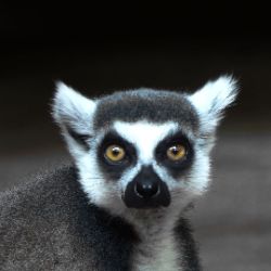 Иконка канала Tweek Lemur