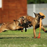 Иконка канала Школа Бесконфликтной дрессировки