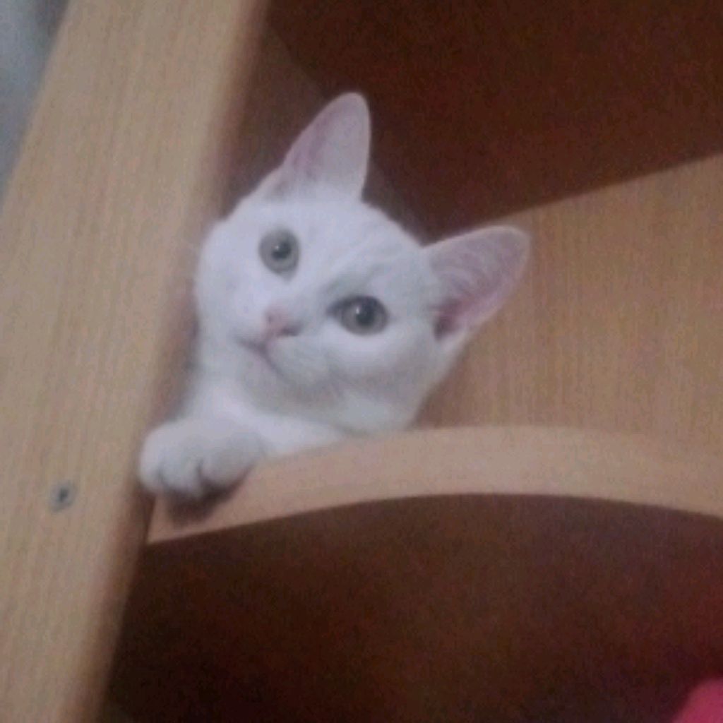 Иконка канала Полина