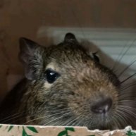 Иконка канала KirPlay HD