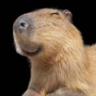 Иконка канала Время Капибары(Смешные Видео, Приколы, Кошки, Соба