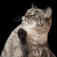 Иконка канала Koshak087