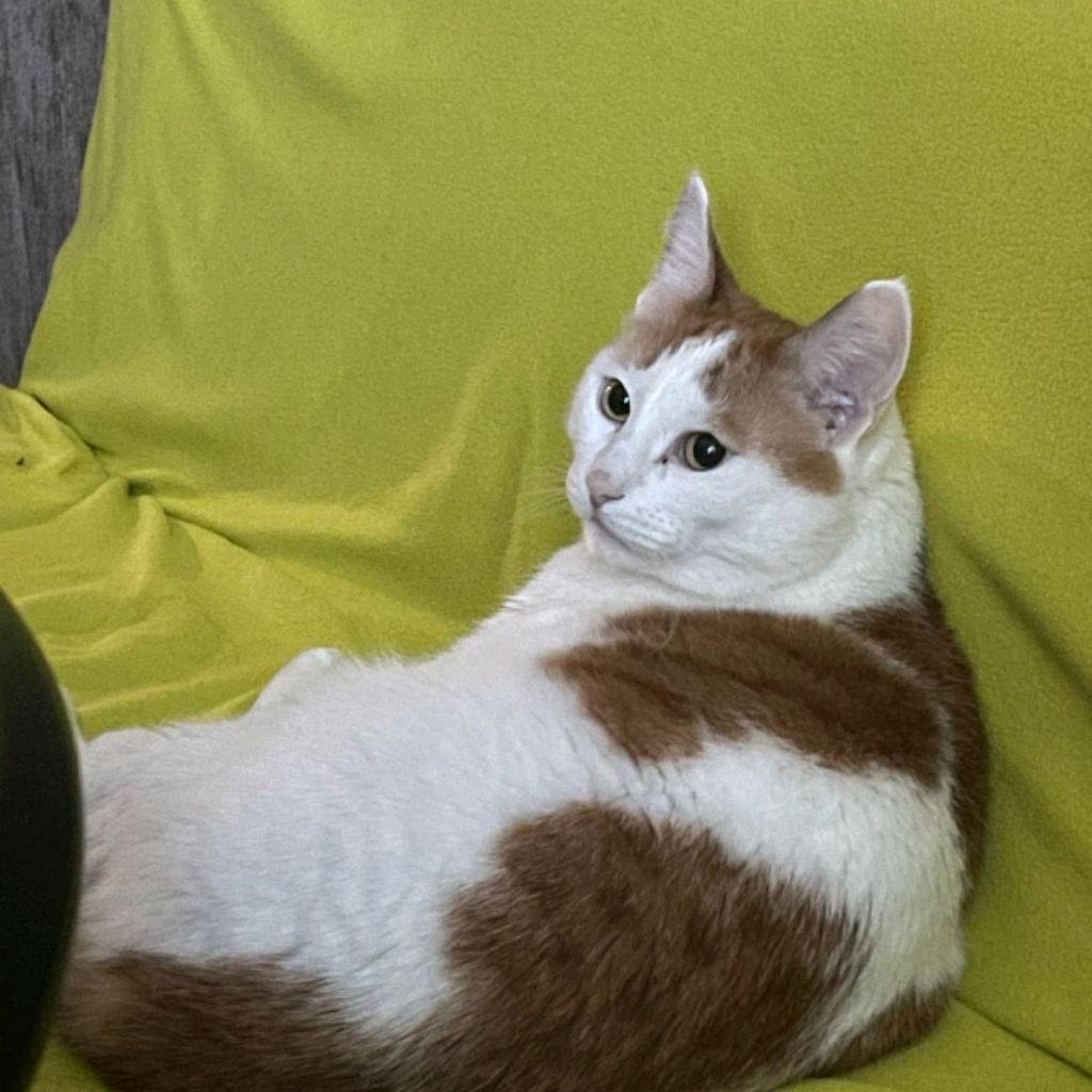 Иконка канала Весёлая Аля ❤️😸