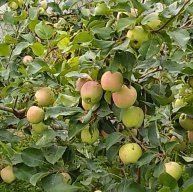 Иконка канала Николай Кузьмин. Яблони в Якутии.