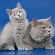 Иконка канала Британские кошки и котята.