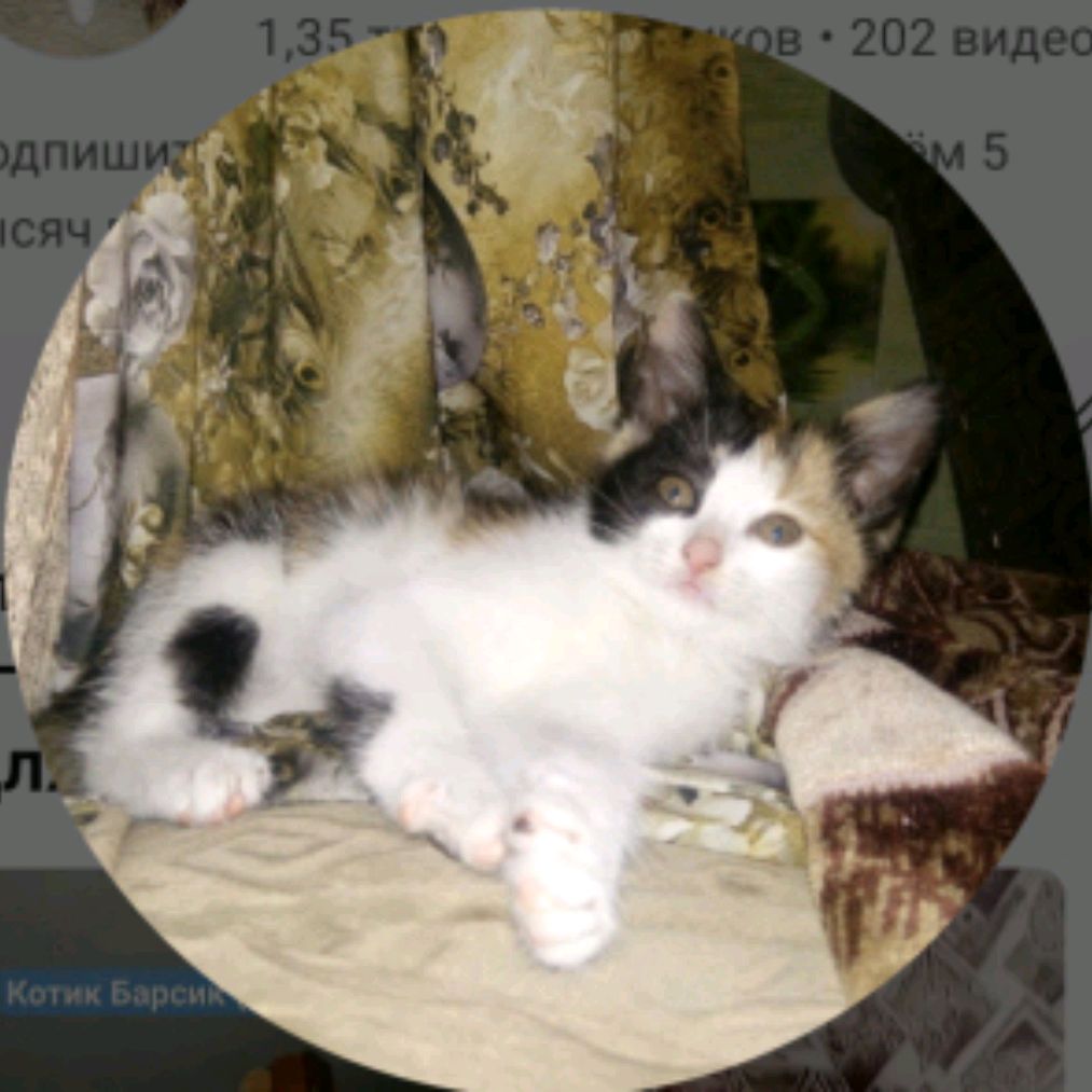 Иконка канала Паша и питомцы