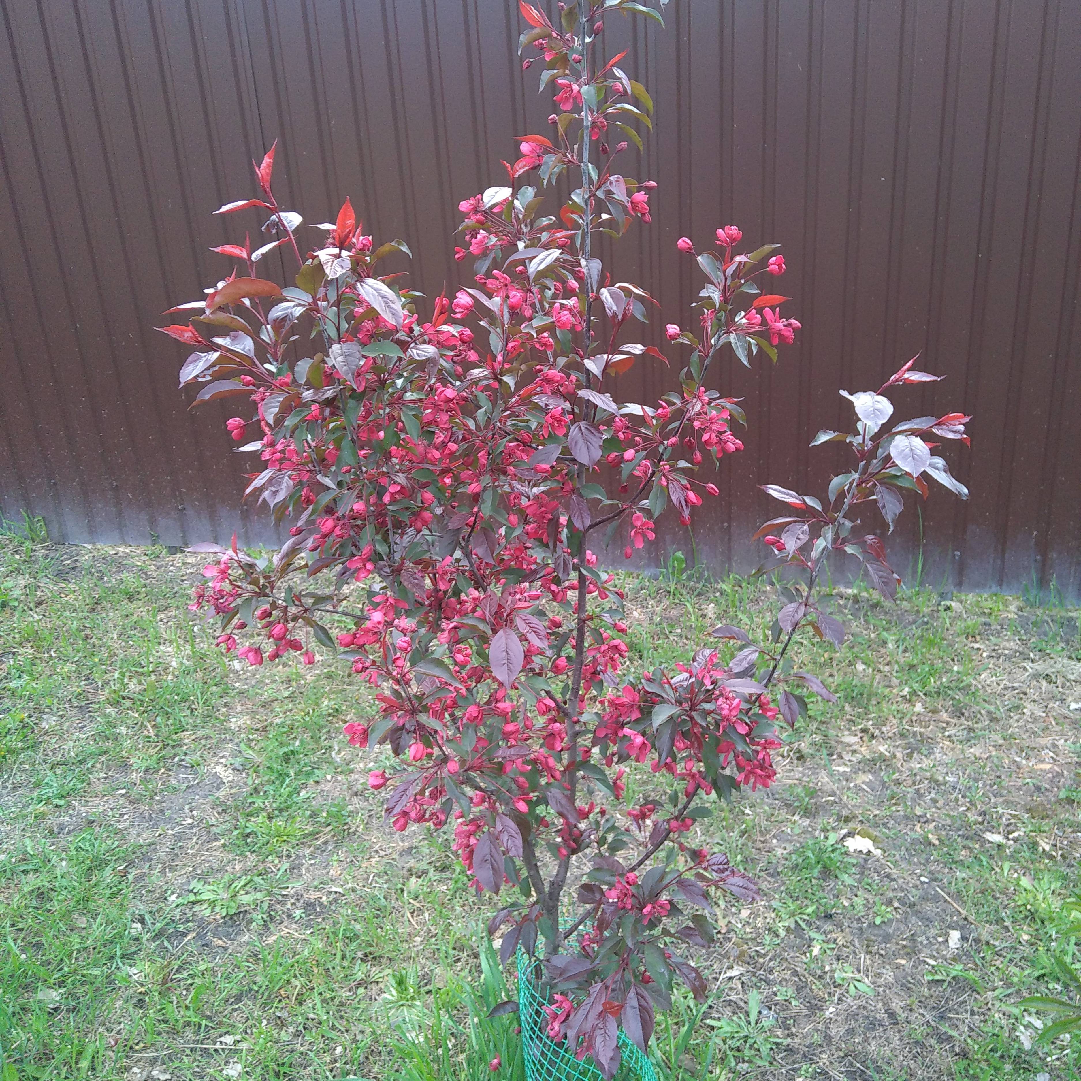 Иконка канала Сад и огород  с Александром Крюковым