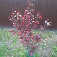 Иконка канала Сад и огород с Александром Крюковым