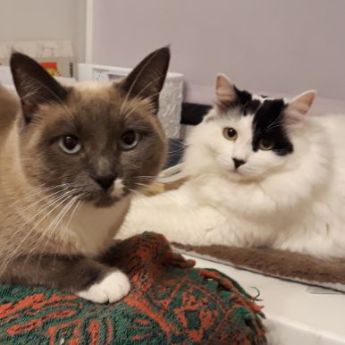 Иконка канала Две кошки