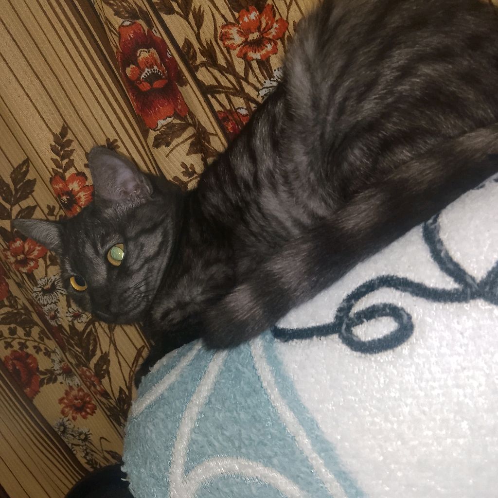 Иконка канала Камиль пингвин