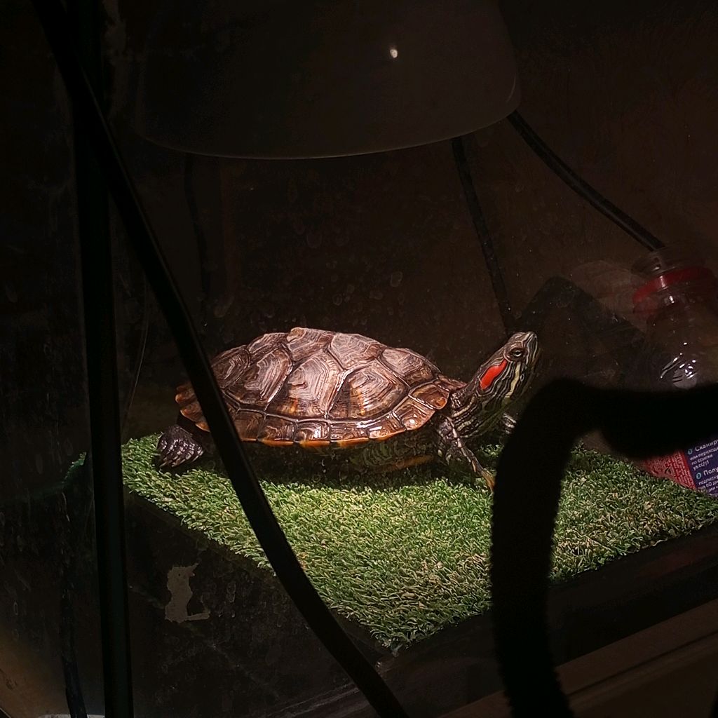 Иконка канала Красноушки