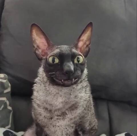 Иконка канала Барсик 404