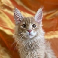 Иконка канала Питомник мейн-кунов в Екатеринбурге.