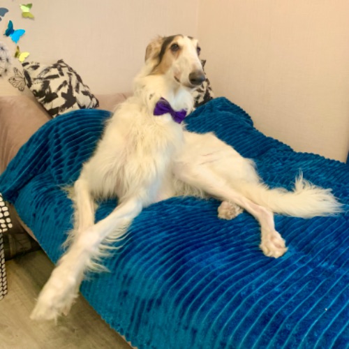Иконка канала Makey_borzoi