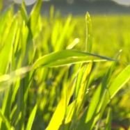 Иконка канала Воскрешение / Resurrection