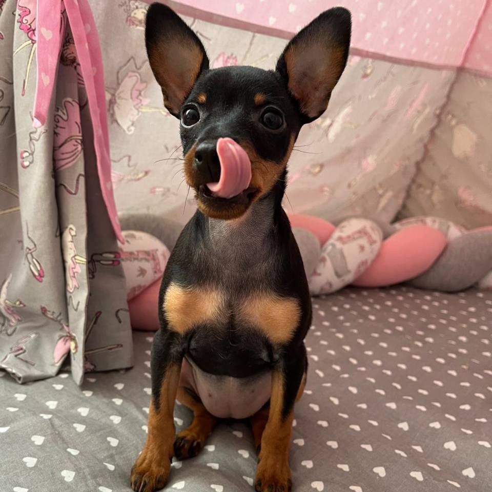 Иконка канала 🐾Loya🐾